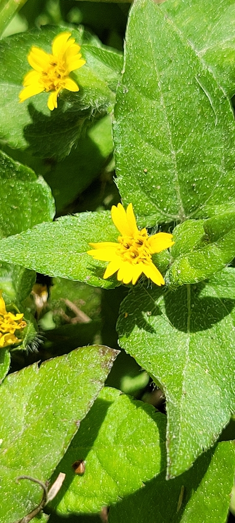 straggler daisy from Greater Third Ward, Houston, TX, USA on April 01 ...