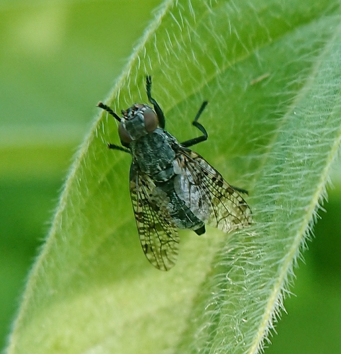 Platystoma geula · iNaturalist