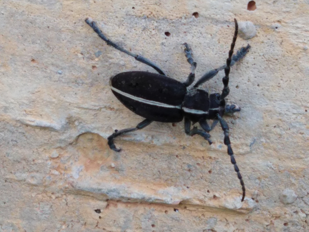 Dorcadion quadrimaculatum from Παλλήνη Αττικής 153 49, Ελλάδα on April ...