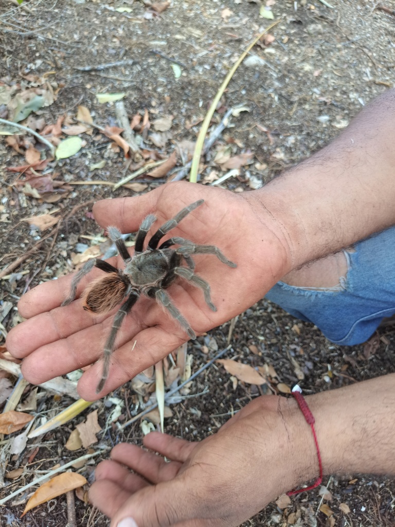 Yucatán Rust-rump Tarantula in March 2022 by Alvaro Carrillo Balanzar ...
