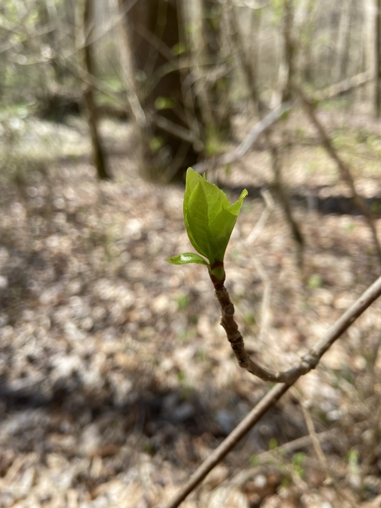 Bay Starvine from Meeman-Shelby Forest State Park, Memphis, TN, US on ...