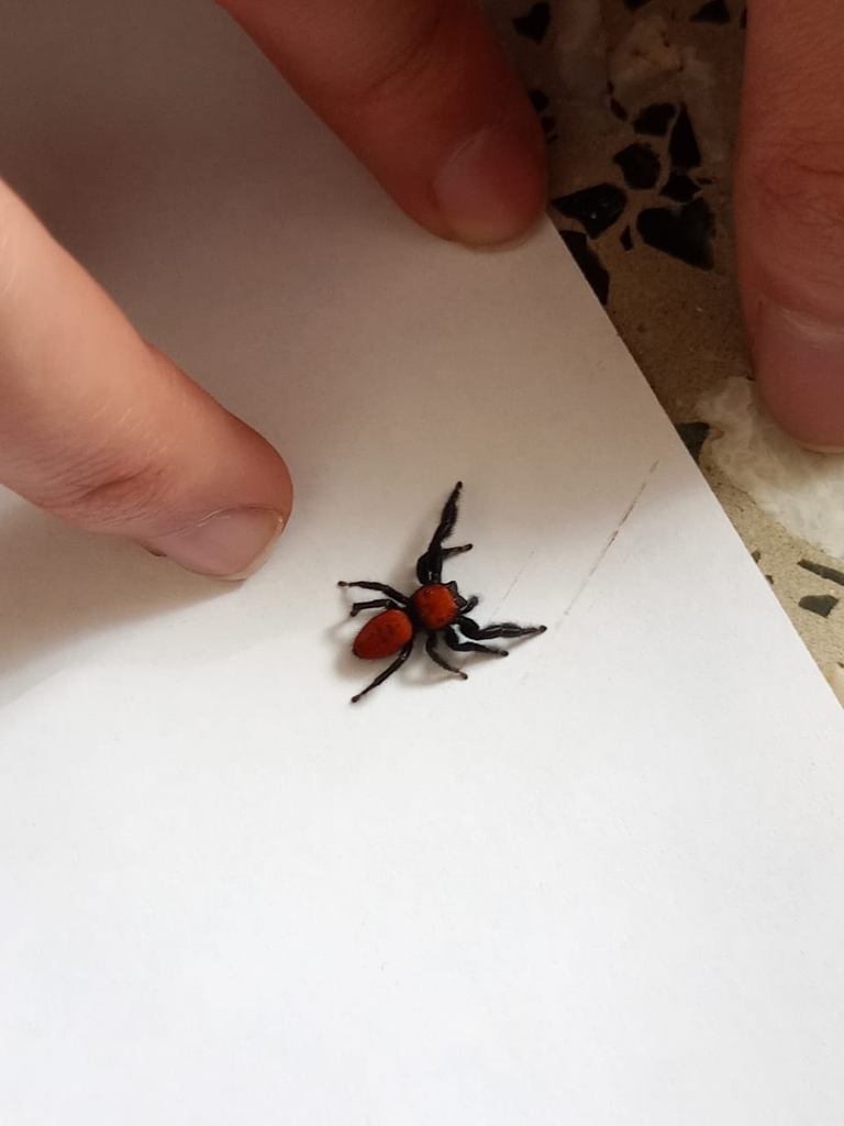 Cardinal Jumping Spider from VF3Q+P5C, Quezaltenango, Guatemala by Tony ...