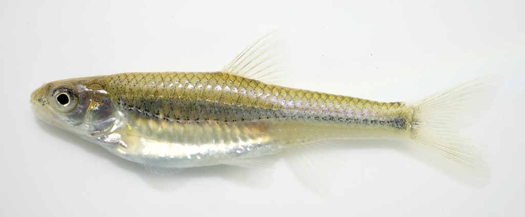 Sand Shiner from Riley County, KS, USA on April 01, 2022 at 04:42 PM by ...
