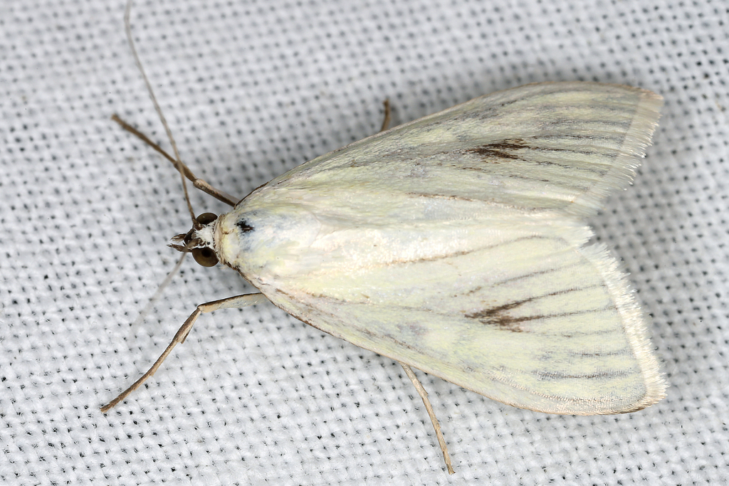 Carrot Seed Moth from Leibnitz, Österreich on August 08, 2021 at 10:09 ...