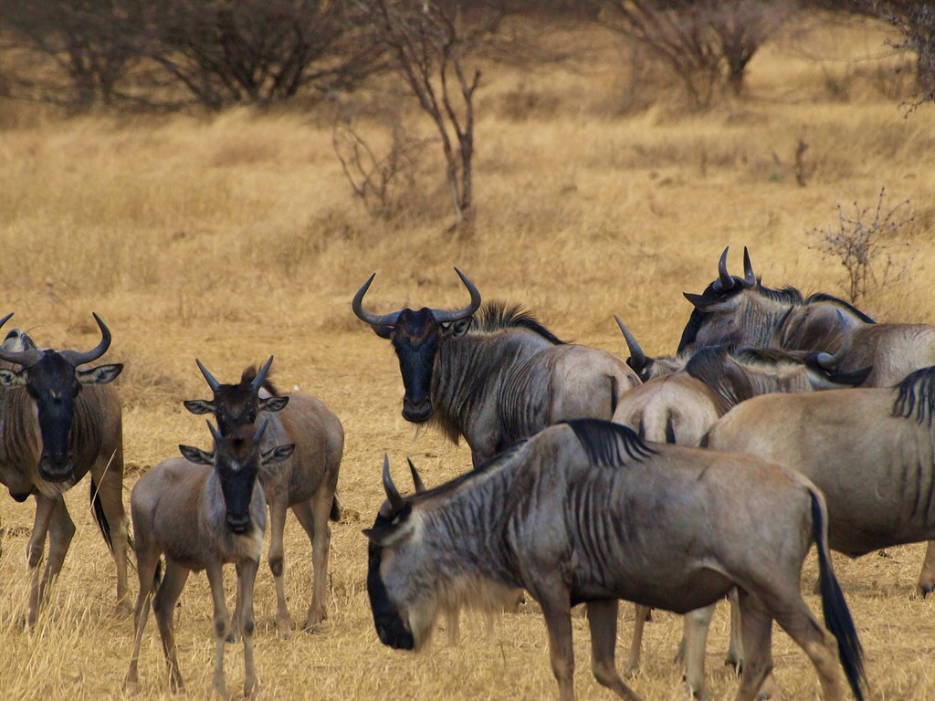 Eastern White-bearded Wildebeest from XXVH+PGJ, Tanzania on September ...
