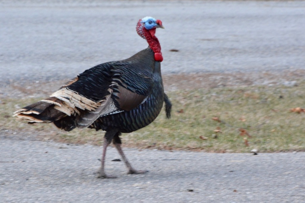 Wild Turkey from Invermere, BC, Canada on April 1, 2022 at 06:38 PM by ...