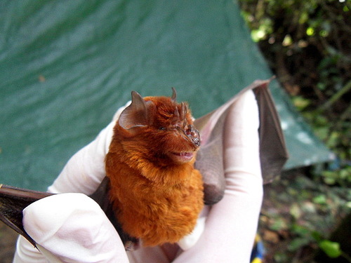 African Trident Bat (Triaenops afer) · iNaturalist