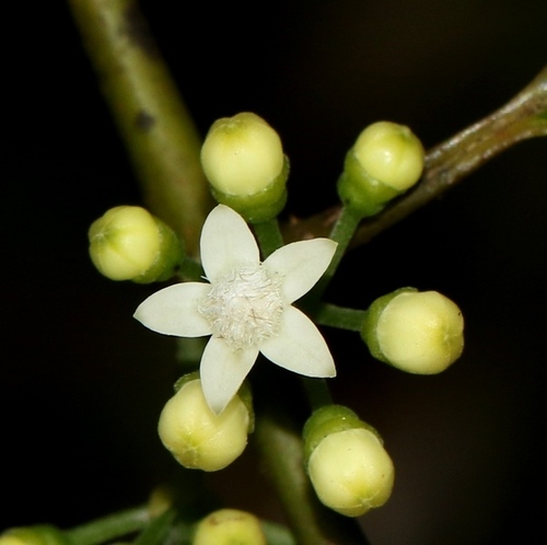 Urophyllum ceylanicum · iNaturalist