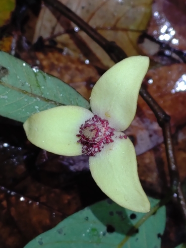 Fissistigma oldhamii · iNaturalist