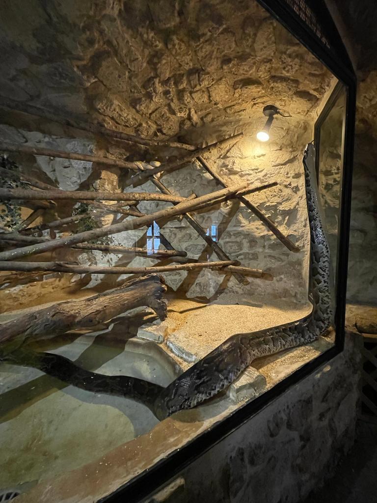 Burmese Python in March 2022 by sylb · iNaturalist