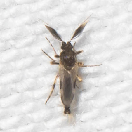 Forcipomyia from Anne Arundel County, MD, USA on May 24, 2018 at 10:43 ...