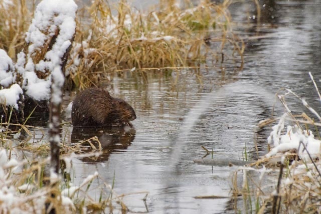 American Beaver from I-39 S, Rockford, IL, US on March 31, 2022 at 02: ...