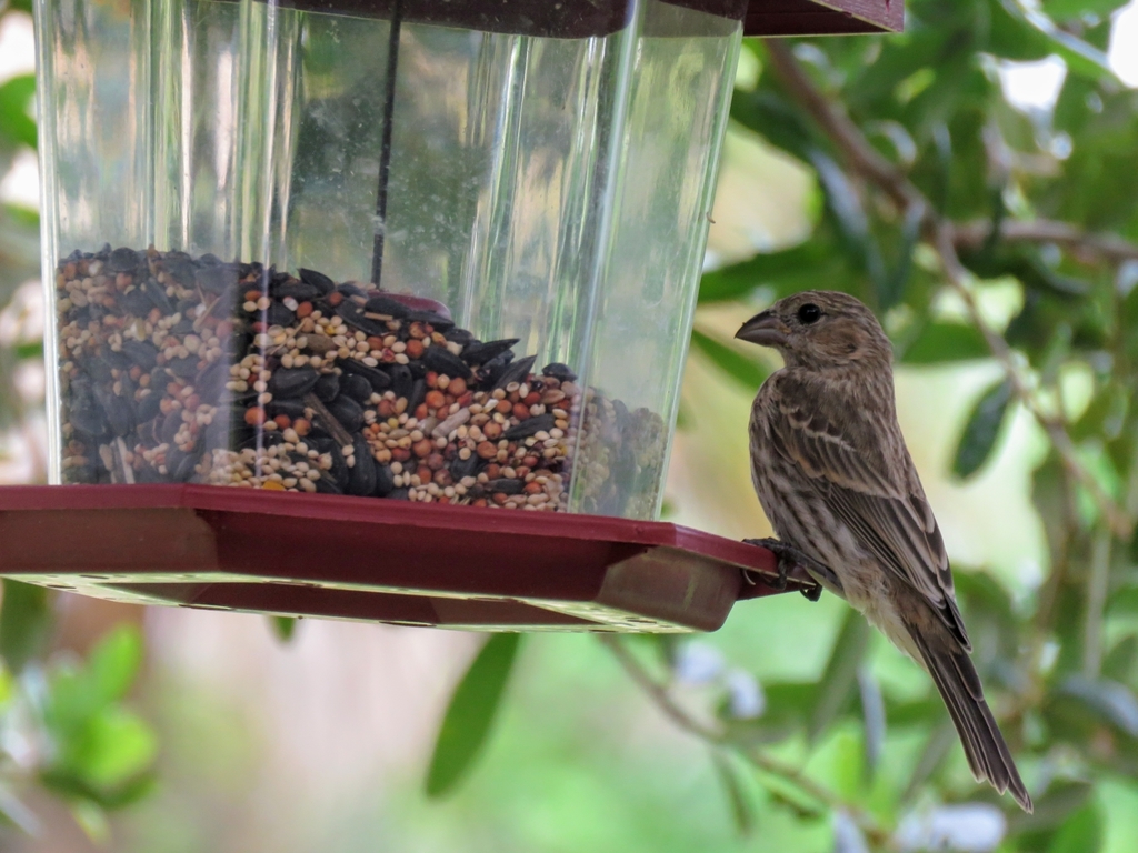 House Finch in May 2018 by Melissa S. · iNaturalist