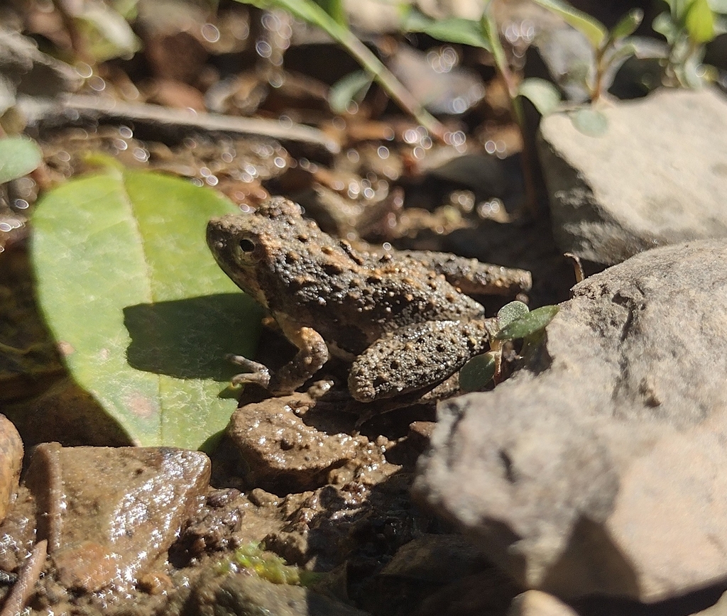 Northern Cricket Frog In April 2022 By BriB INaturalist northern-cricket-frog-in-april-2022-by-brib-inaturalist