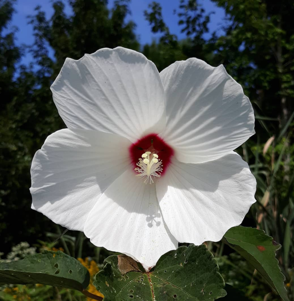 swamp rose mallow from Lower Township, NJ, USA on September 4, 2019 at ...