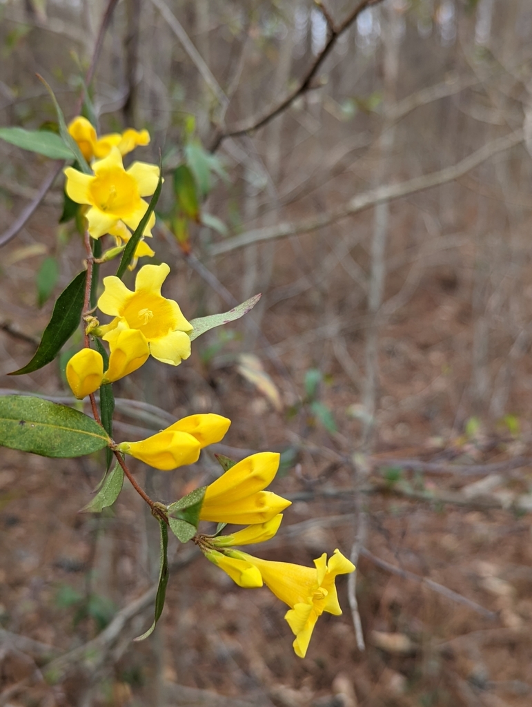 yellow jessamine from Durham, NC 27704, USA on March 26, 2022 at 10:26 ...