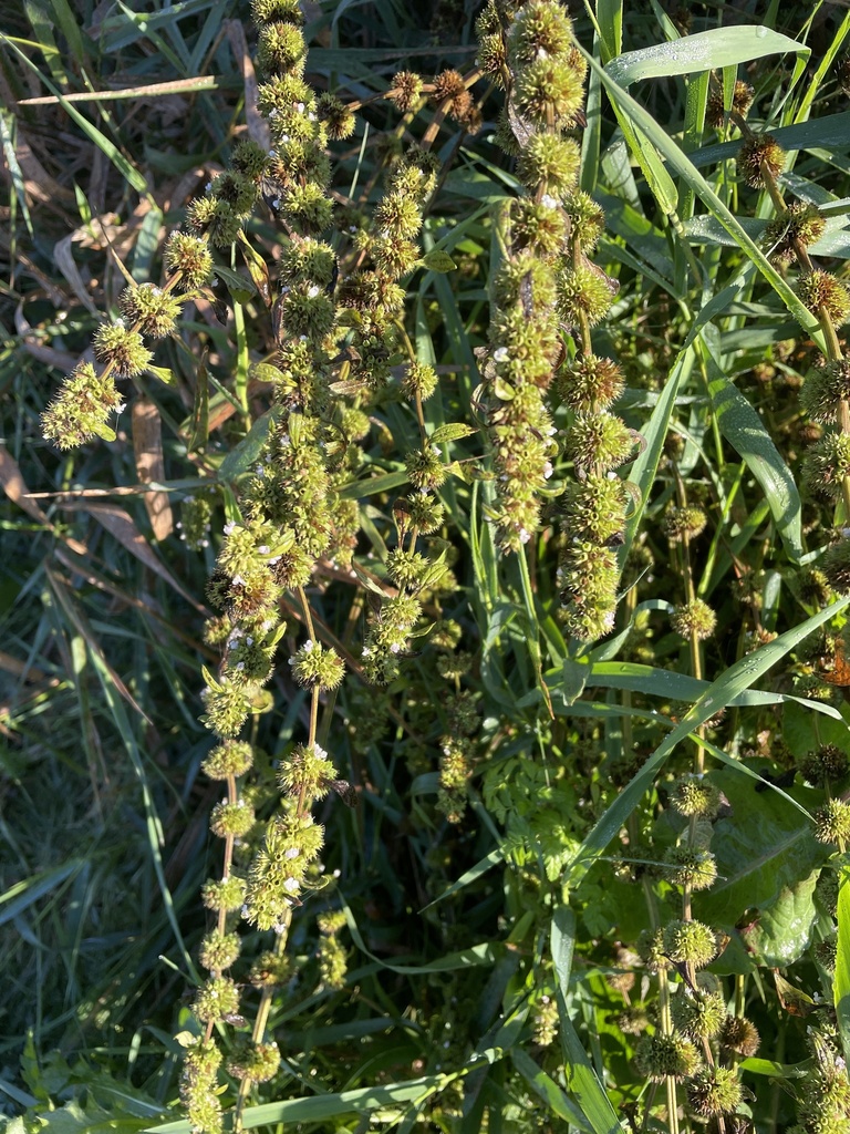 swamp dock from Hueston Woods State Park, College Corner, OH, US on ...