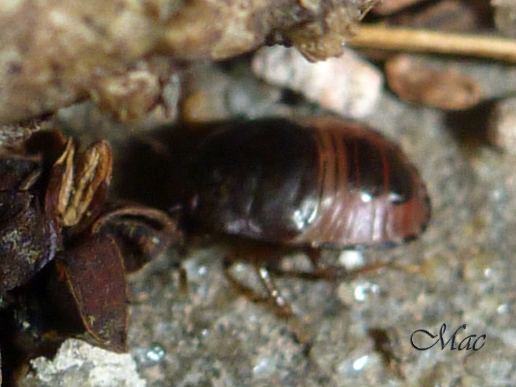 Burrowing Bugs from Caseros on January 16, 2022 by Marcela Cartabia ...