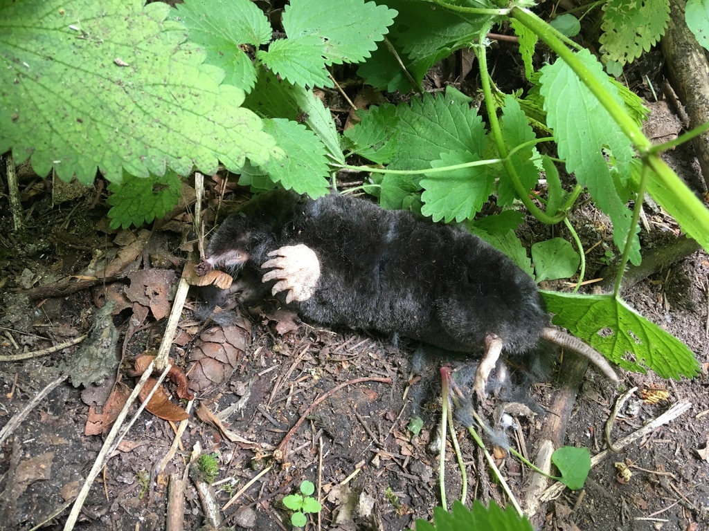 Townsend's Mole from 13613 62nd Ave NE, Kirkland, WA, US on May 25 ...