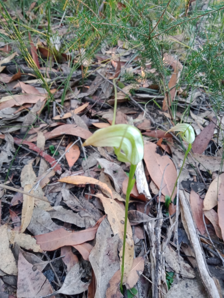 Sharp greenhood from Springwood NSW 2777, Australia on April 3, 2022 at ...