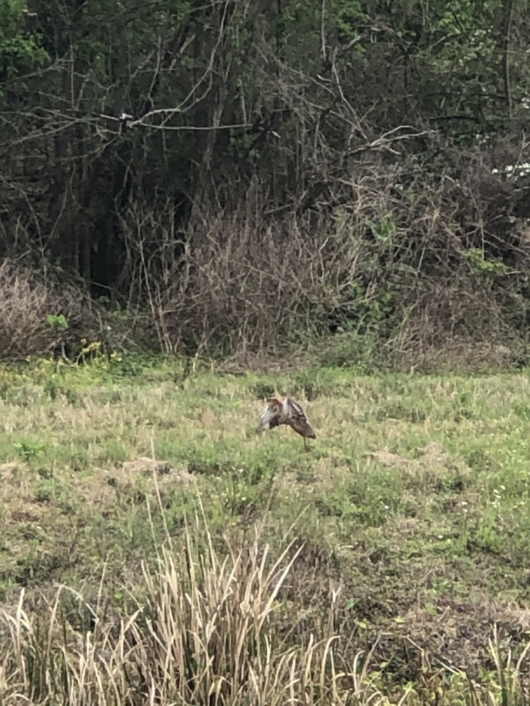 Red-shouldered Hawk from Naval Air Station Joint Reserve Base New ...