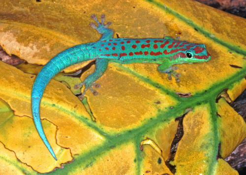 Bluetail Day Gecko observed by herpguy on June 17, 1993 · iNaturalist.org