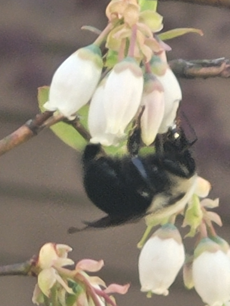 Blueberry Digger Bee from Brandermill, VA 23112, USA on April 2, 2022 ...