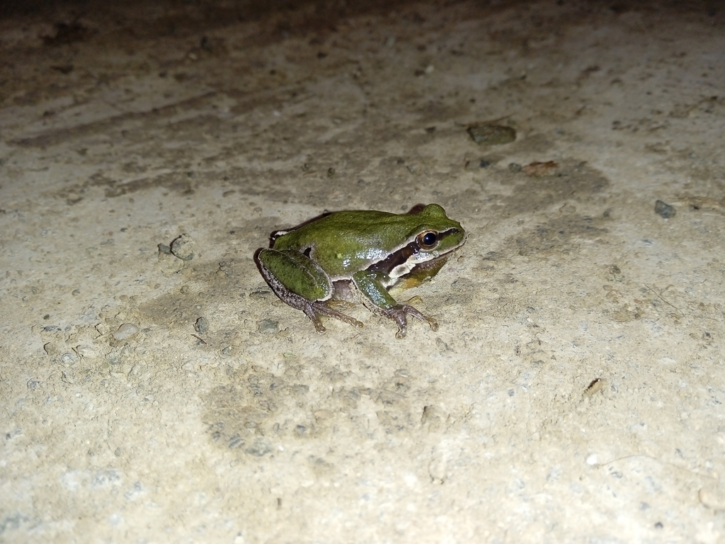 European Tree Frog in March 2022 by Vasilis Tsak · iNaturalist