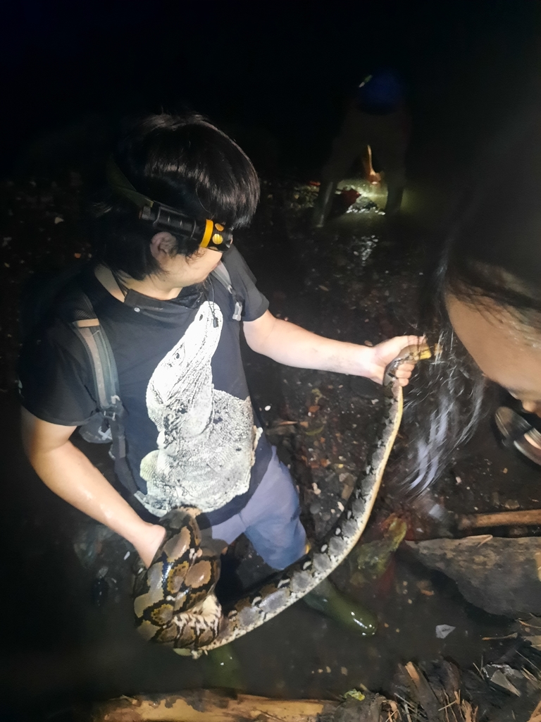 Reticulated Python from 966R+8QX, Kesiman Petilan, East Denpasar ...