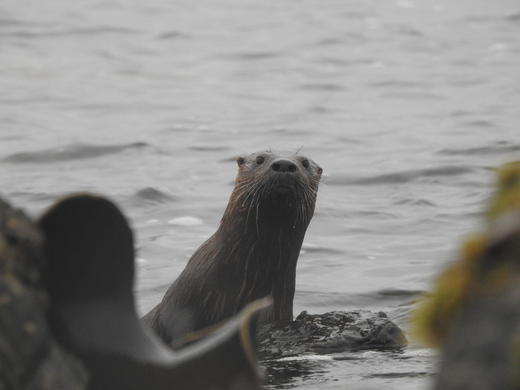 Marine Otter in March 2022 by Daniel Torres · iNaturalist