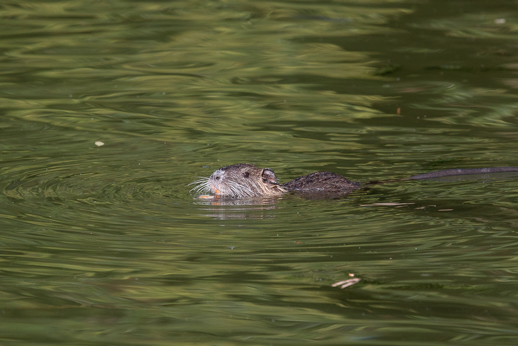 Coypu from Lago de Regatas, Buenos Aires, Argentina on March 10, 2022 ...