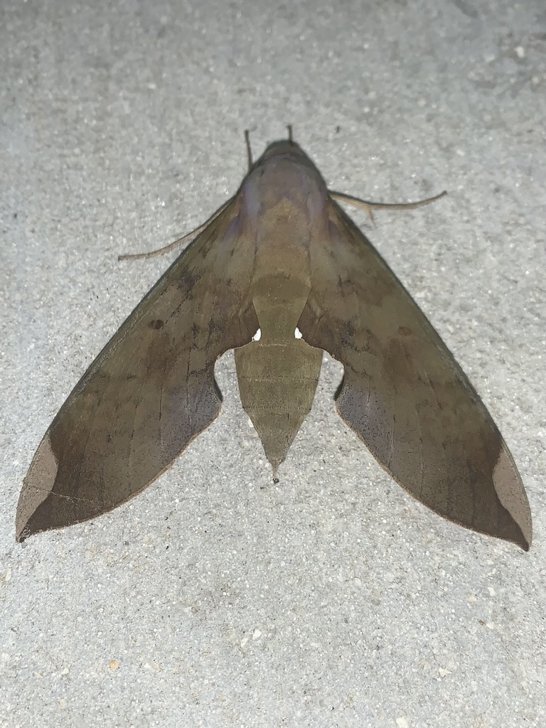 Fig Sphinx from Memorial Hospital Miramar, Miramar, FL, US on April 02 ...