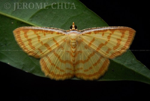 Genus Synegia · iNaturalist United Kingdom