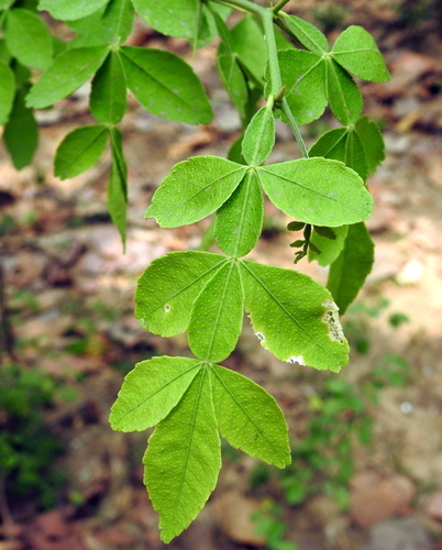 Naringi crenulata · iNaturalist Mexico
