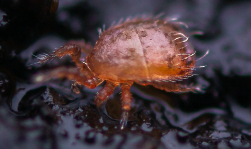 Superfamily Zerconoidea · iNaturalist