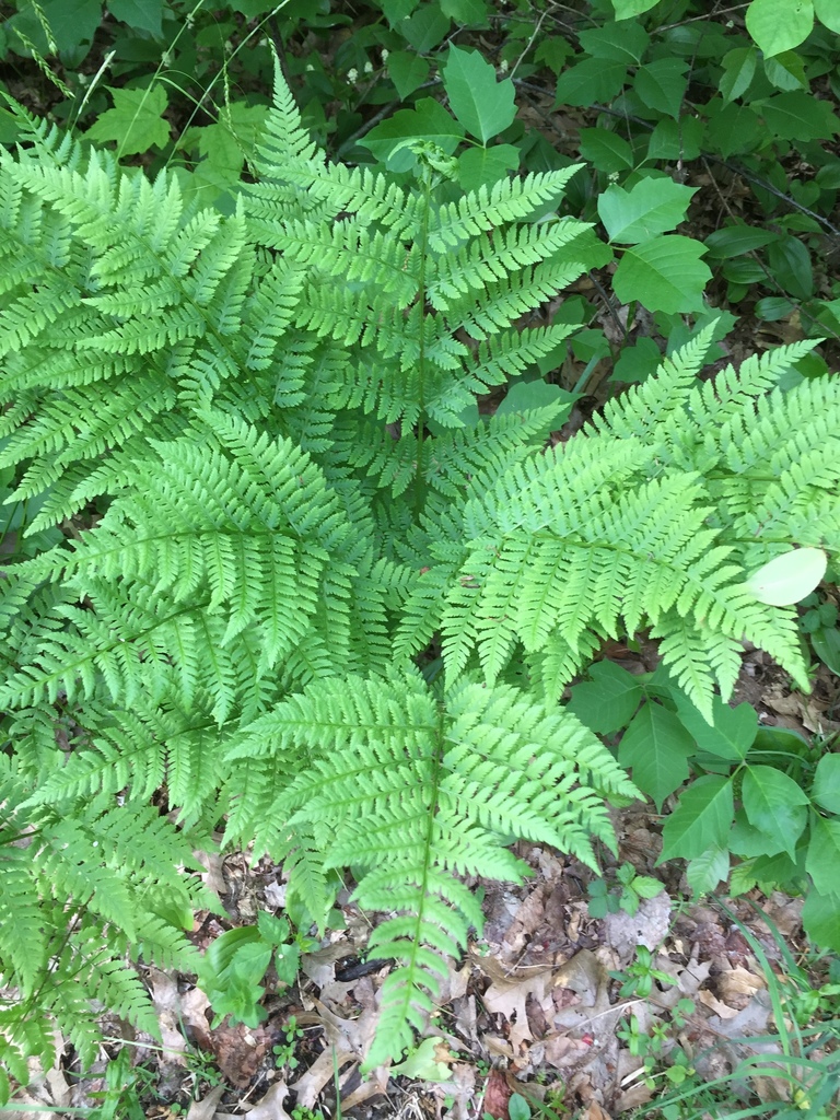 lady fern from Presque Isle State Park, Erie, PA, US on May 26, 2018 at ...