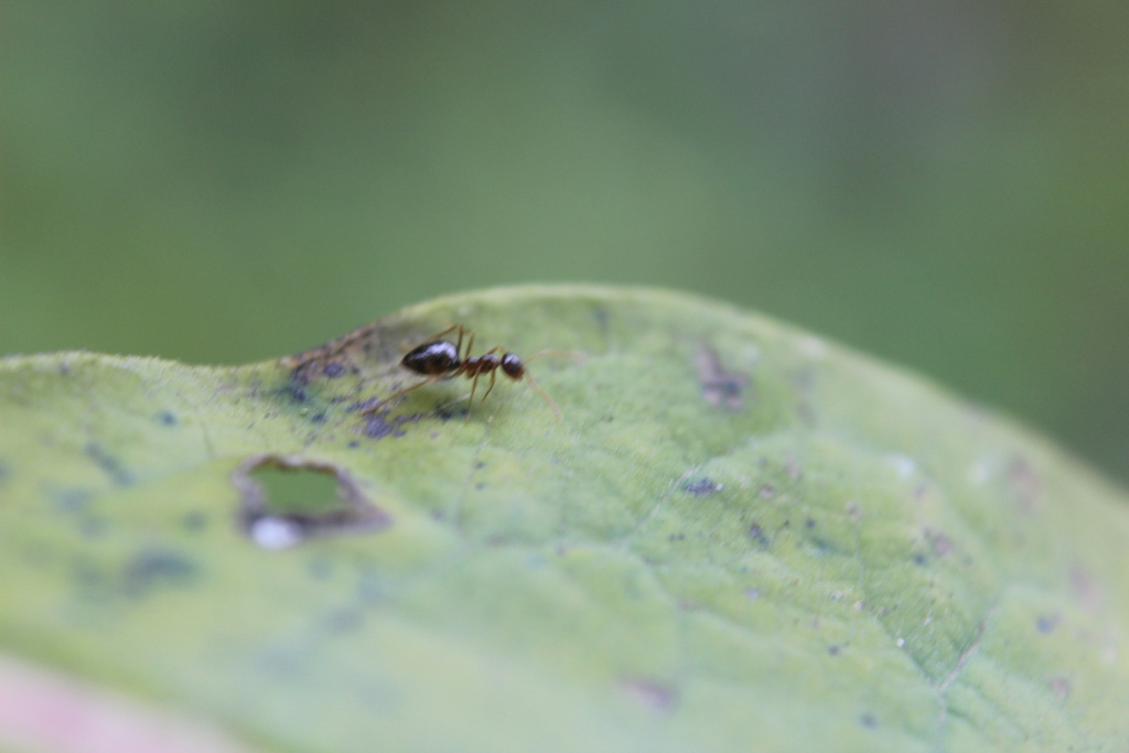 American Winter Ant from Lake County, IL, USA on September 29, 2019 at ...