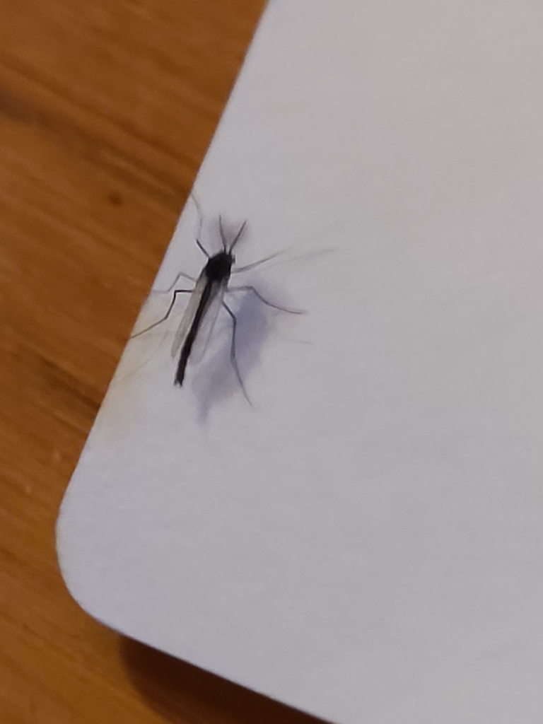 Non-biting Midges from Bell St NB @ McCalla Ave, Knoxville, TN 37915 ...