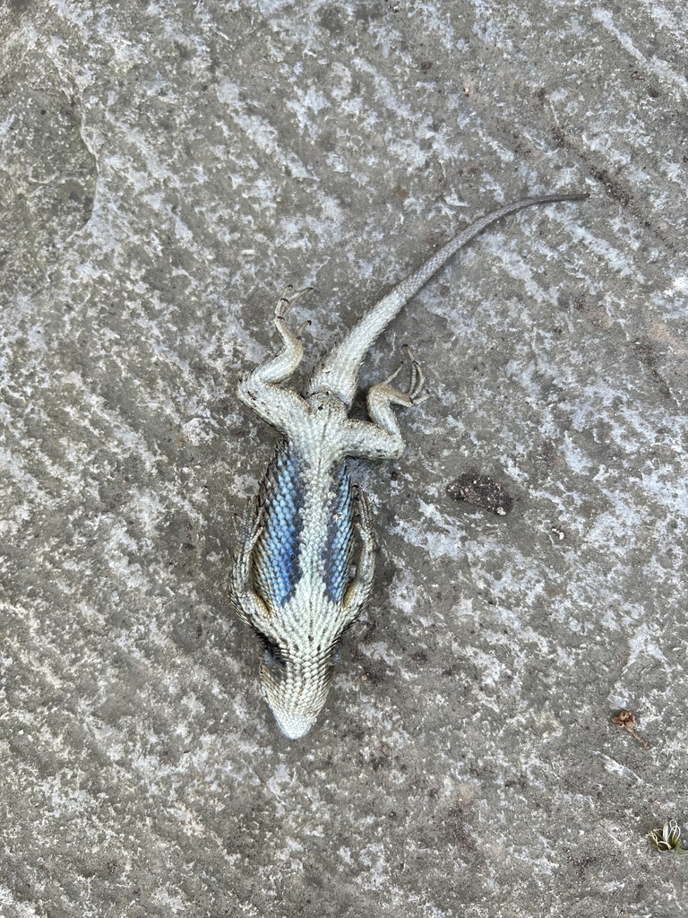Texas Spiny Lizard from Lady Bird Lake, Austin, TX, US on April 02 ...