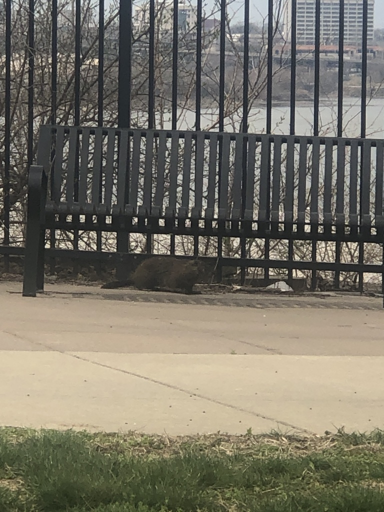 Groundhog from Beardsley Rd, Kansas City, MO, US on April 3, 2022 at 01 ...