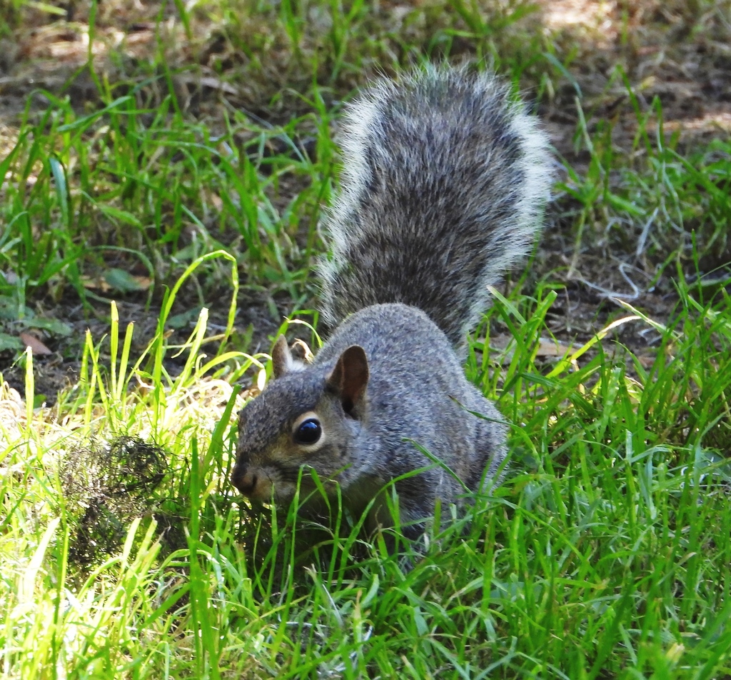 Eastern Gray Squirrel from Historic District - South, Savannah, GA ...