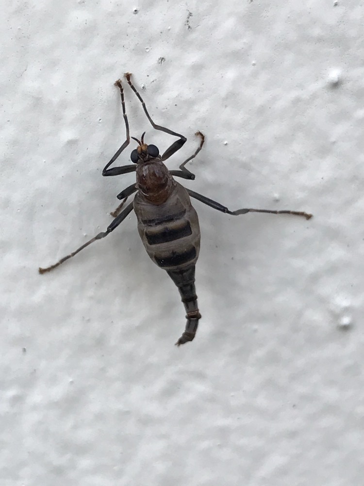 Australian Wingless Soldier Fly in May 2018 by jacymarl. Field Notes ...