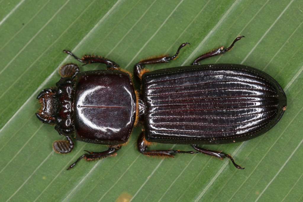 Paxillus leachi from Golfito, Puntarenas, Costa Rica on February 28 ...