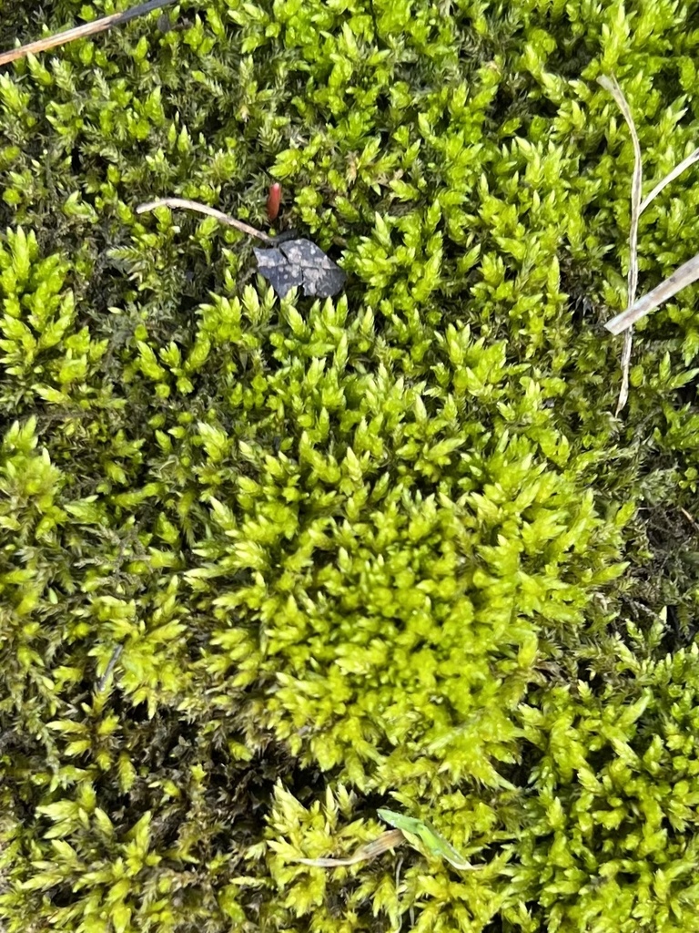 seductive entodon moss from Caldwell Woods (Cook County Forest Preserve ...