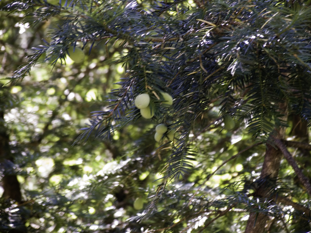 California torreya from Lomo, California, United States on July 30 ...
