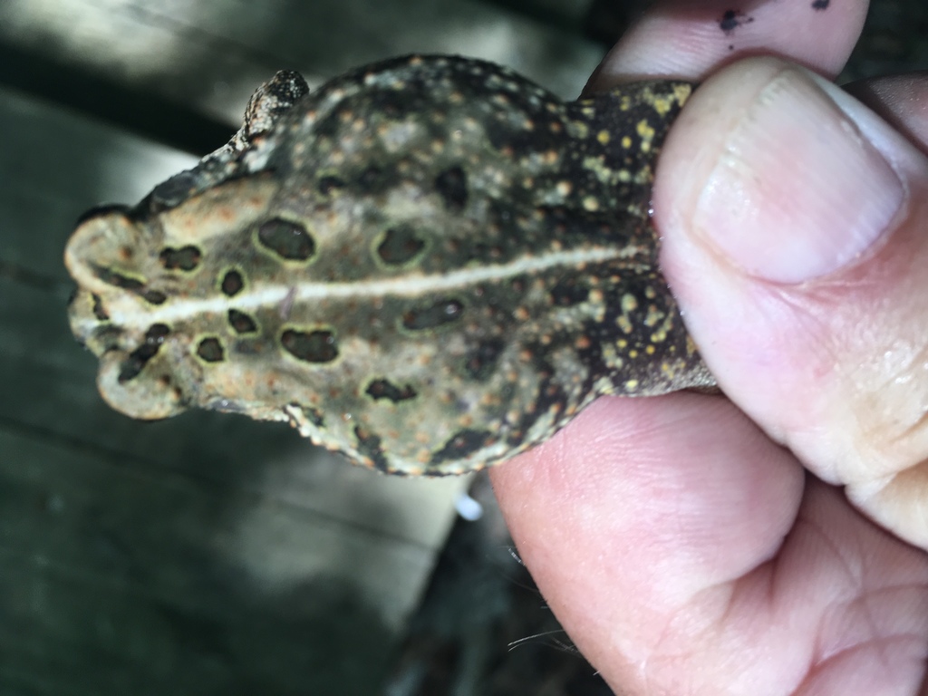 Fowler's Toad from Lothian, MD 20711, Lothian, MD, US on May 26, 2018 ...