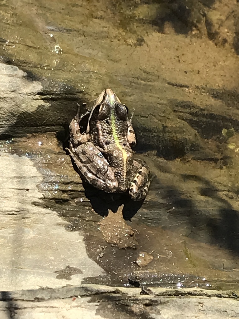 Iberian Green Frog from São Marcos da Ataboeira, São Marcos da ...