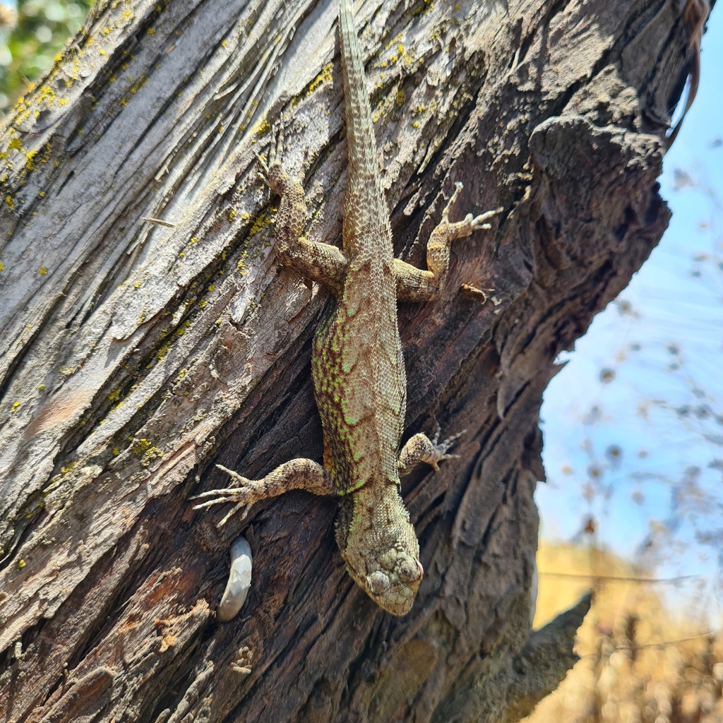 Graphic Spiny Lizard from 56813 Méx., México on April 2, 2022 at 11:02 ...