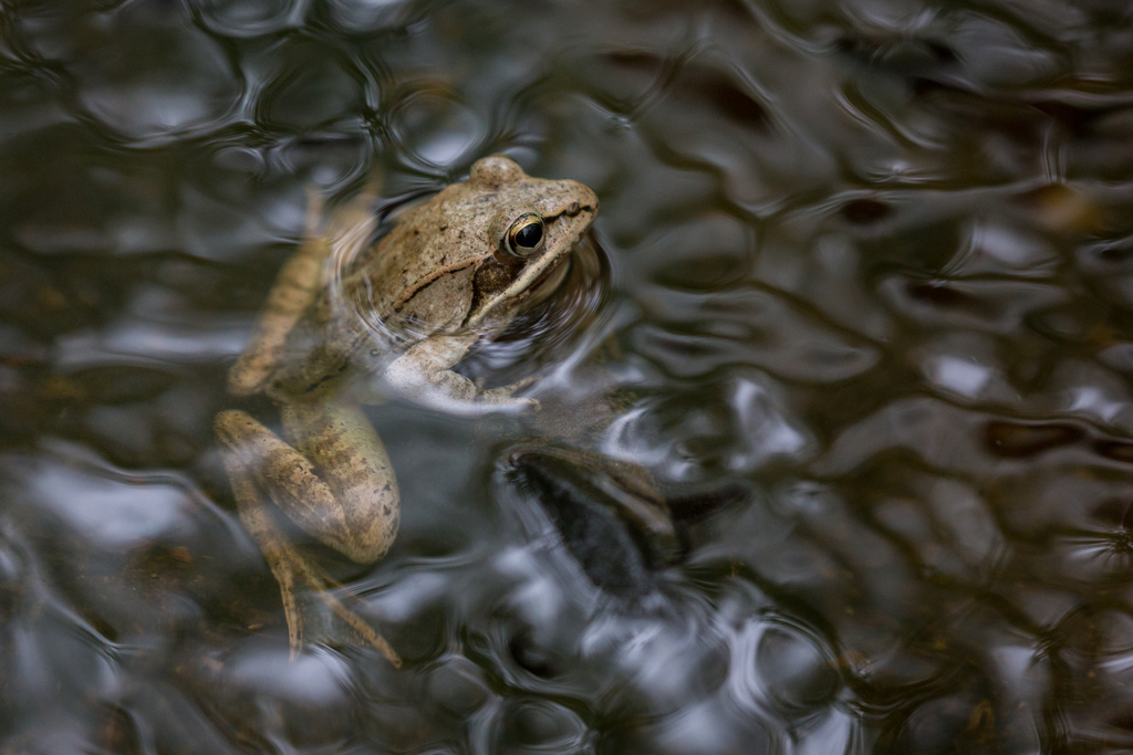 Wood Frog from Westford, VT, USA on May 25, 2018 at 01:02 PM by Joshua ...