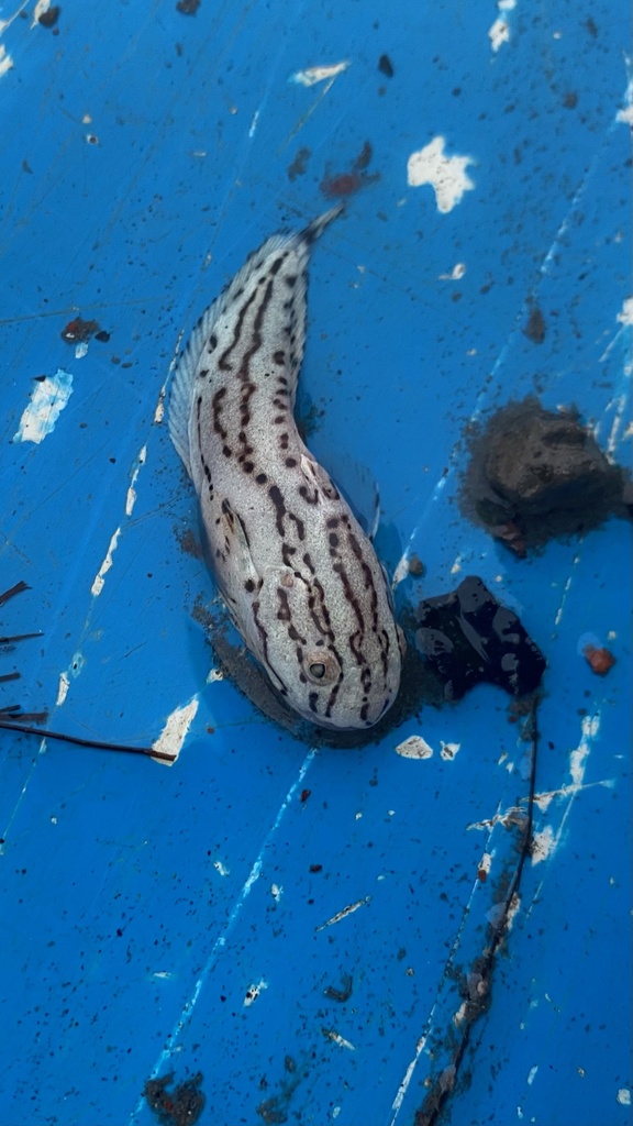 Inquiline Snailfish from Gulf of Maine, Frenchboro, ME, US on November ...